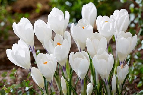 Krokus Crocus Ice Queen Bild Kaufen Gartenbildagentur