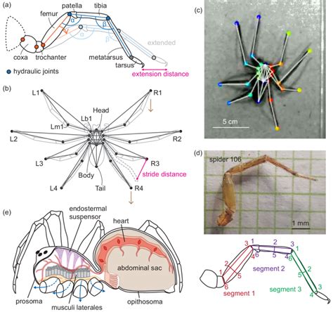 The Mechanics Of The Leg Extension And Kinematic And Morphometric