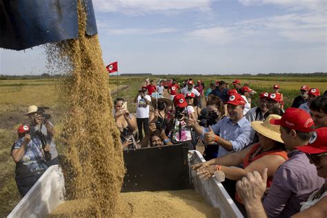 MST no RS retoma Festa da Colheita do Arroz Agroecológico e celebra