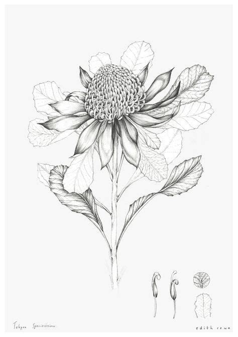 Pin By Maxie Jingles On Nature Journal Botanical Drawings Flower