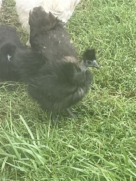 Calico Chocolate Mauve Silkie Show Girl Paint 3 Hatching Eggs Fancy