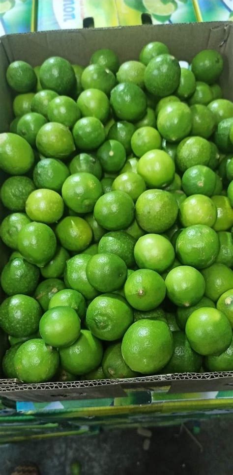 A Grade Maharashtra Fresh Green Lemon Packaging Size 10 Kg Packaging