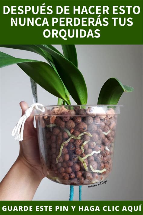Quieres Aprender A Cultivar Orqu Deas Haga Clic En La Imagen