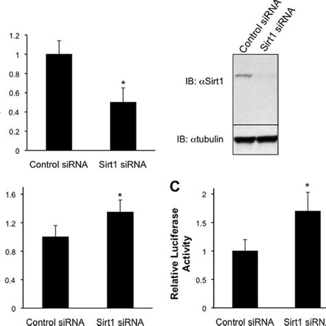 Sirna Knockdown Of Sirt Up Regulates Basal Enac Mrna Expression And