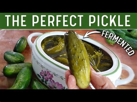 Fermented Crock Dill Pickle Recipe Bryont Blog