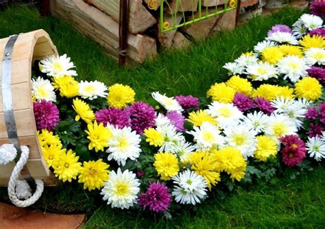 Chrysanthemum From Seeds 19 Photos Growing Seedlings Of Annual And