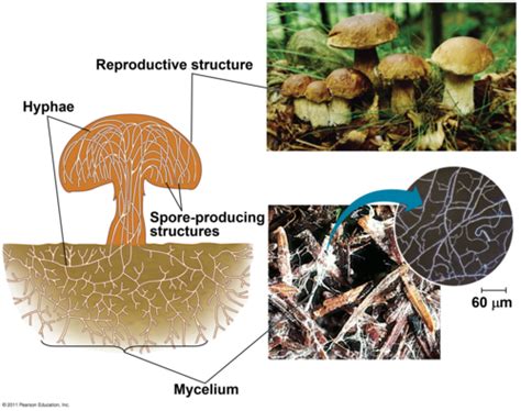 Topic 18 Fungi Flashcards Quizlet