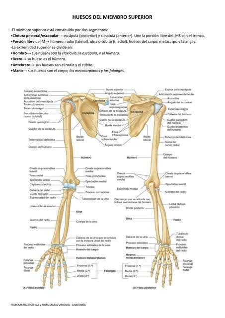 Huesos Y Articulaciones Del Miembro Superior Mfrias Udocz