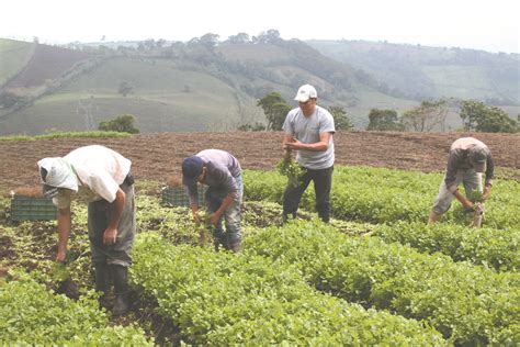 Innovar La Clave Para Que El Agro Resurja ElCapitalFinanciero