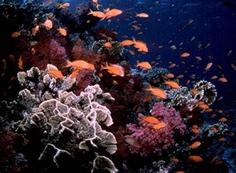 DESCUBRIENDO LOS ECOSISTEMAS Ecosistemas Acuaticos