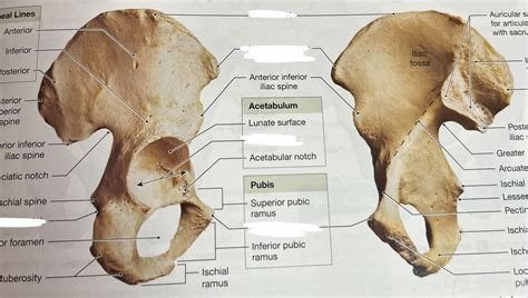 The Pelvic Girdle Diagram Quizlet