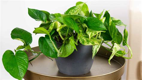 Details 300 Imagen Plantas Hermosas De Interior Abzlocal Mx