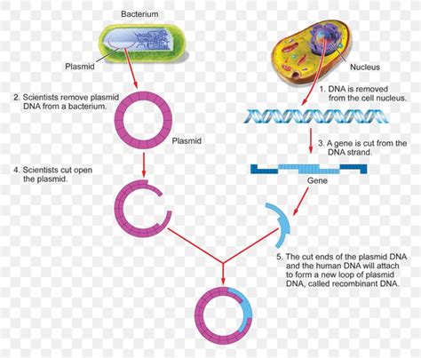 Genetic Engineering Diagram Gcse Gcse Aqa Genetic Variation