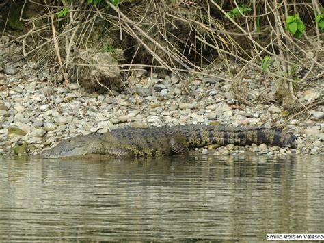 Promueven la conservación del Cocodrilo del Pantano Curul Puebla