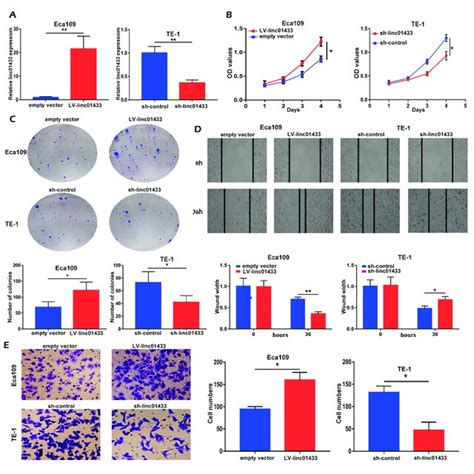 Linc01433 Promoted Cell Proliferation And Migration In Vitro A