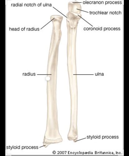 Ulna And Radius Flashcards Quizlet