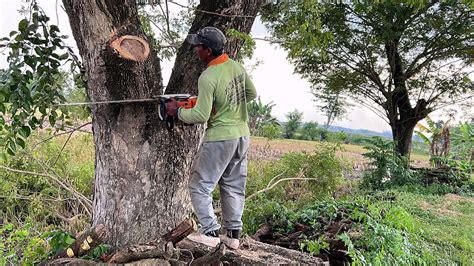 Like Bonsai Cut Down Trembesi Trees At The Rice Fields Youtube