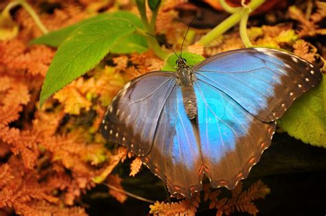 Der Blaue Schmetterling Sitzt Auf Einem Gr Nen Blatt Stock Bild