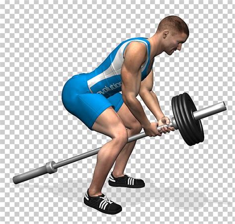 Weight Training Barbell Dumbbell Latissimus Dorsi Muscle Human Back PNG