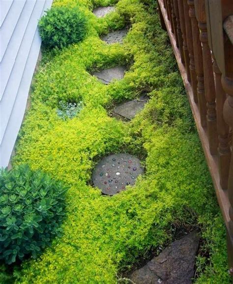 Plantes couvre sol à croissance rapide à planter au jardin moderne