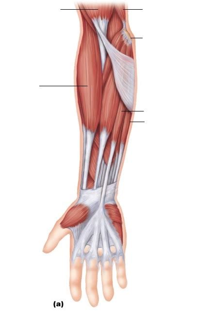 A P Lab I Exam Muscles Of The Forearm And Wrist Diagram Quizlet