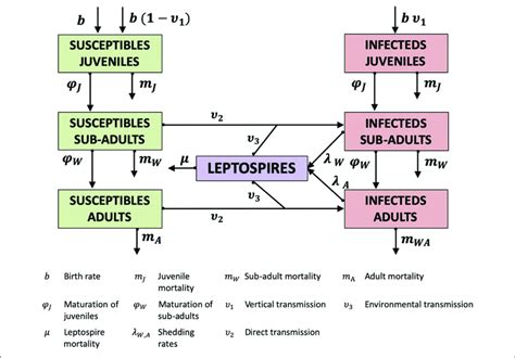 flow diagram of the age structured model with self regulation download scientific diagram
