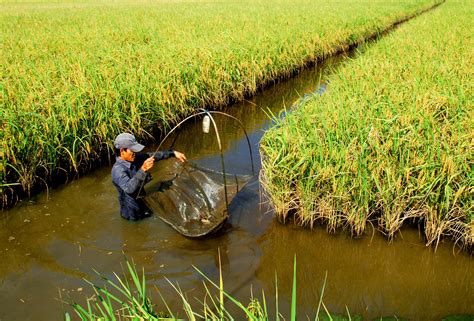 Cảnh quê miền Tây Khám phá địa danh đẹp như tranh với ảnh chụp chân