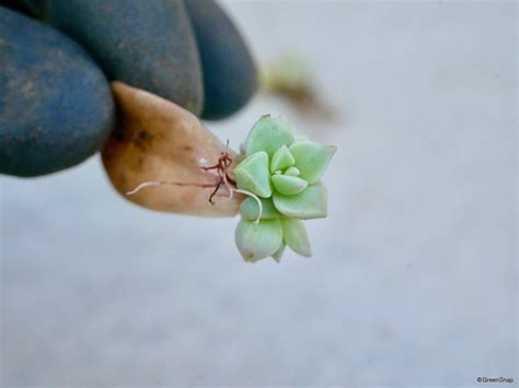Greensnap