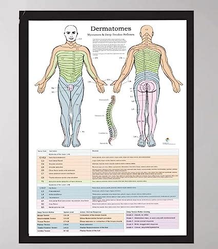 Amazon Dermatomes Canvas And Poster Myotomes And Dtr Poster And