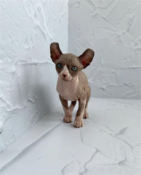 Sphynx Kittens For Sale Anthony Kittens Home