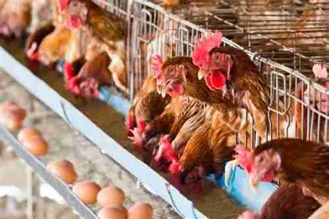 Manejo De Alimenta O De Galinhas Poedeiras Portal Agriconline