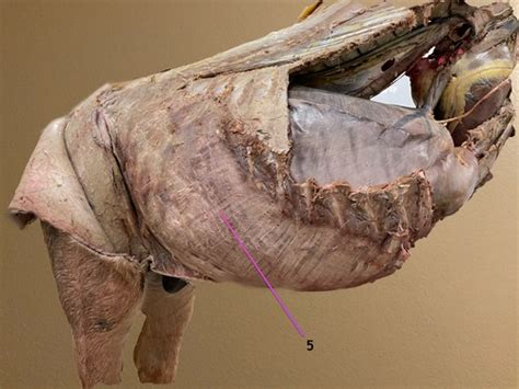 Equine GI Topography Flashcards Quizlet