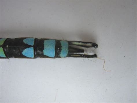 Réf 14198 INSECTA Odonata Aeshnidae Aeshna cyanea