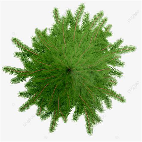 Plants Top View PNG Image Plant Top View Transparent Plant Top Png