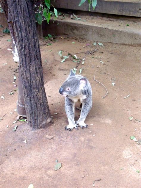 Lone pine koala sanctuary à la rencontre des koalas et des kangourous