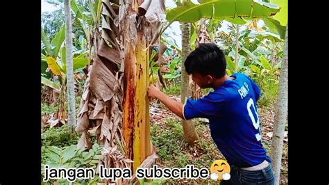 Salam Dari Binjai Terbaru 2021 YouTube