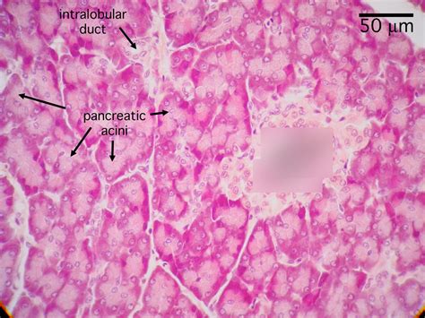 Pancreas Histology Diagram Quizlet