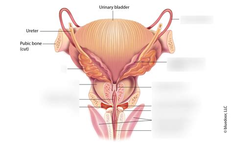 Lab 13 The Male Accessory Reproductive Glands Posterior View Of The