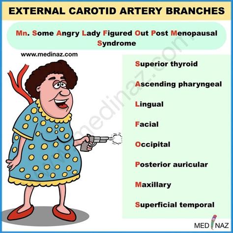 Anatomy Mnemonics Tips Best Way To Remember Anatomy Mnemonics