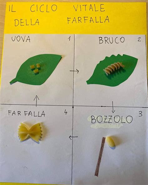 Ha Condiviso Un Post Su Instagram Ciclo Vitale Della Farfalla