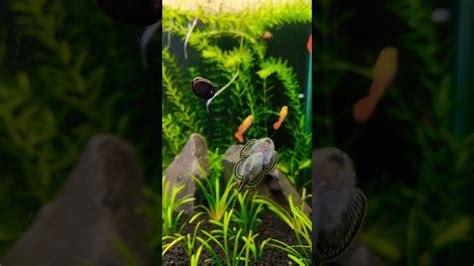 Best Algae Eater Fish And Snail For Planted Aquarium Algaeeater