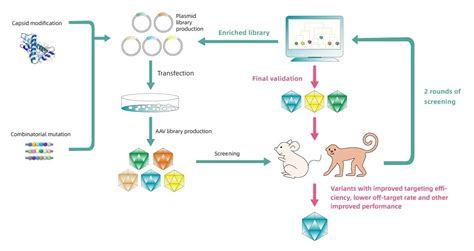 AAV Capsid Engineering AAV Library PackGene Biotech