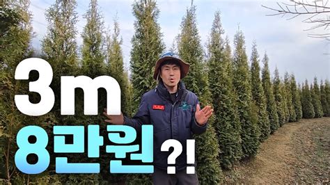이벤트 킹오브브라반트 에메랄드그린 먼저가져가는 사람이 임자 JB가든센터 대림묘목농원 YouTube