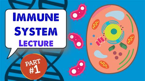 MCAT Biology Lecture Immune System 1 2 YouTube