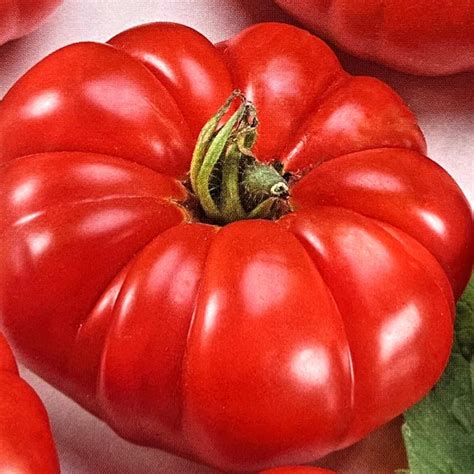 Pomidor Marmande Ogrodniczy Kosmos