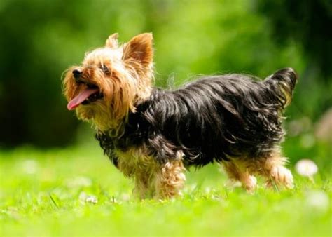 Cómo cuidar a un yorkshire terrier Los mejores consejos sobre los