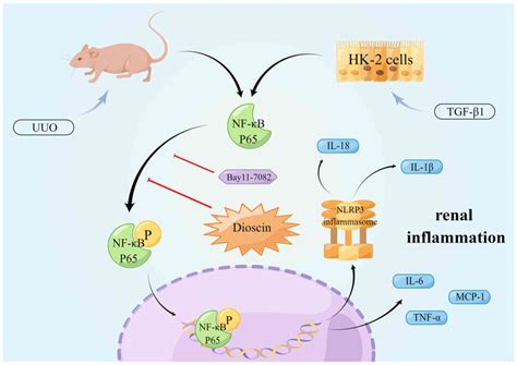 Mechanism of dioscin ameliorating renal fibrosis through NF κB