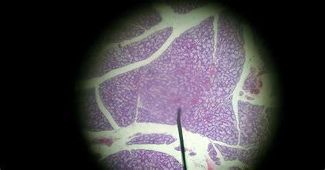 Histology Slides Database Sublingual Salivary Gland Histology Slide