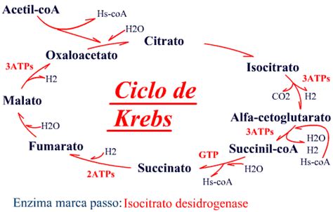 Aluno Ci Ncias Biol Gicas