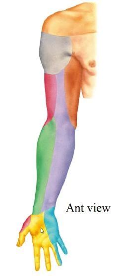 Anterior View Of Cutaneous Innervation Of Upper Limb Diagram Quizlet